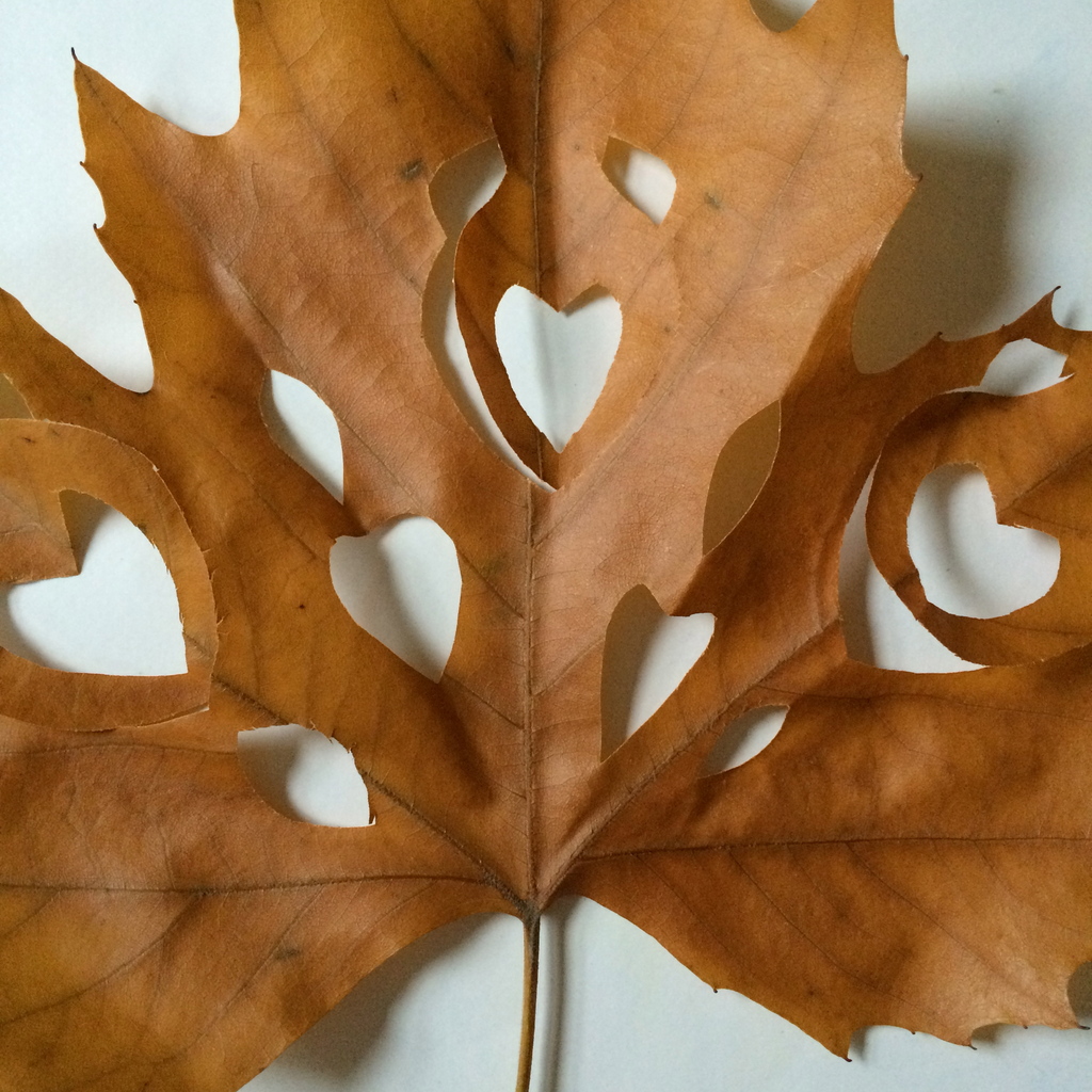 Leaf Cutting | Colourful Minds