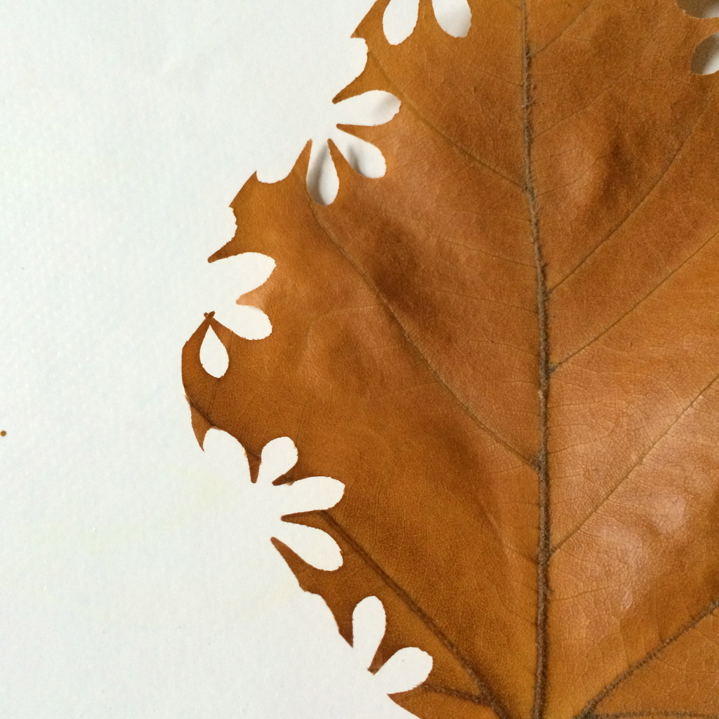 Leaf Cutting | Colourful Minds