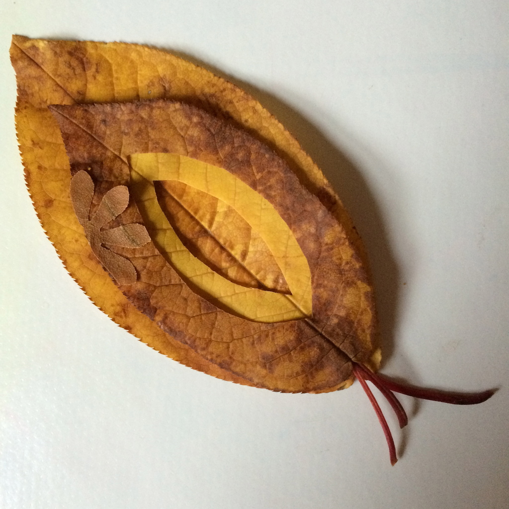 Leaf Cutting | Colourful Minds