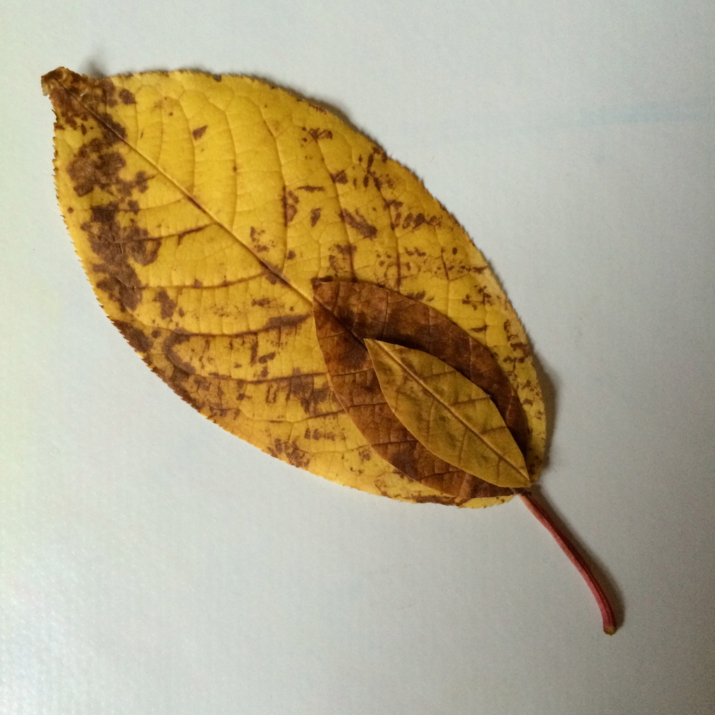 Leaf Cutting | Colourful Minds